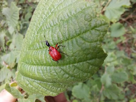 Pamber Forest Nature Reserve - Quarterly Newsletter - June 2024 ...